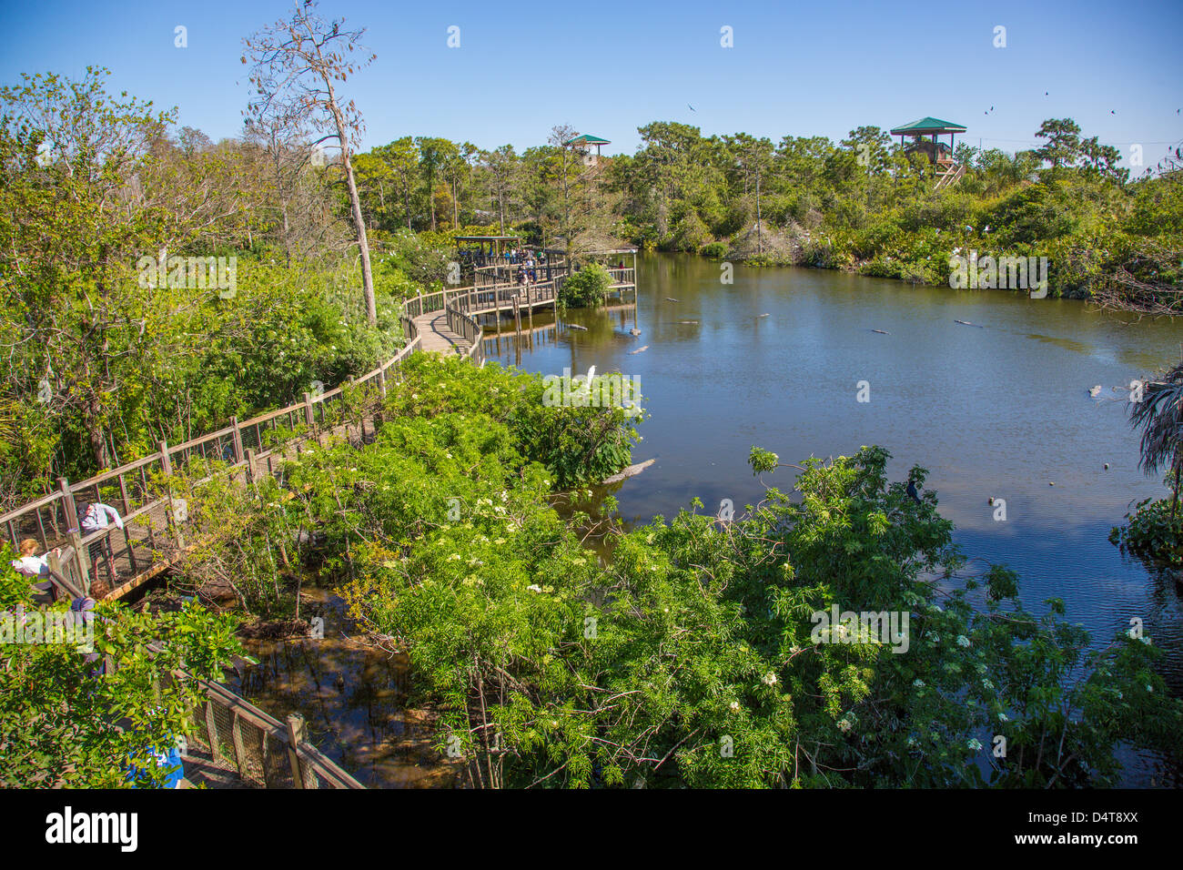 Boardwalk bird rookery and pond at Gatorland in Orlando Florida Stock ...