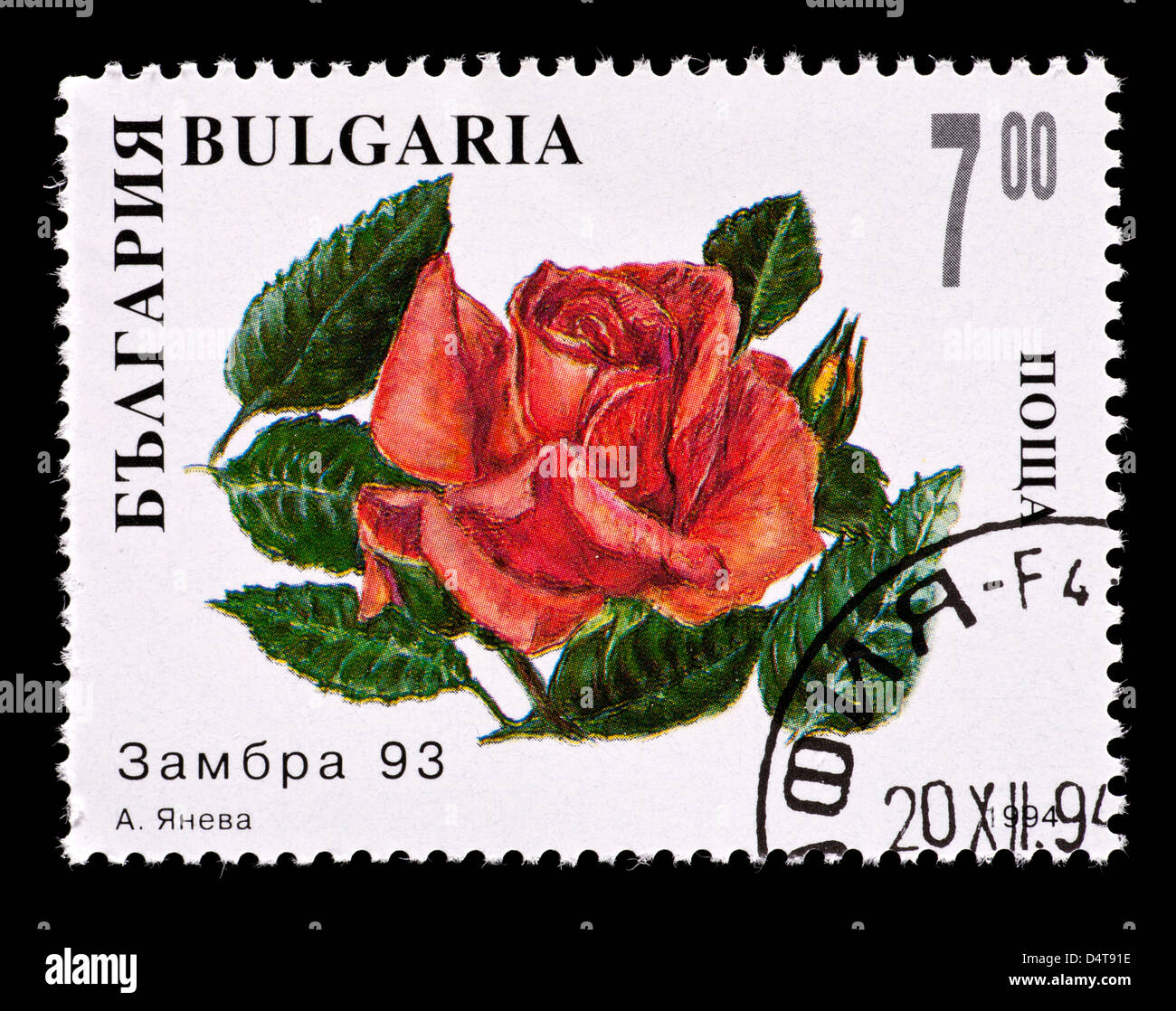 Postage stamp from Bulgaria depicting a rose Stock Photo - Alamy