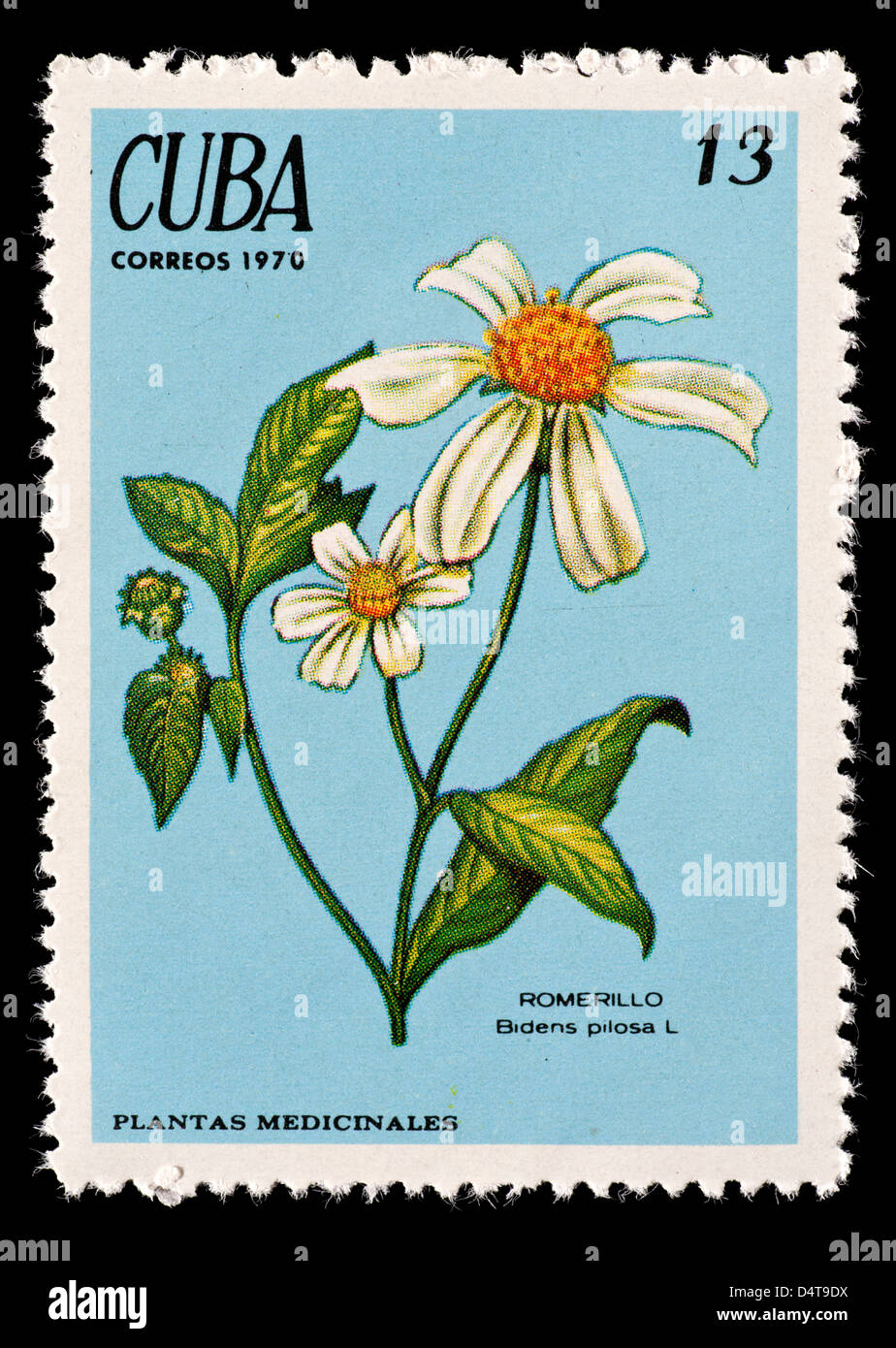 Postage stamp from Cuba depicting Cobbler's Pegs or Spanish Needle ...