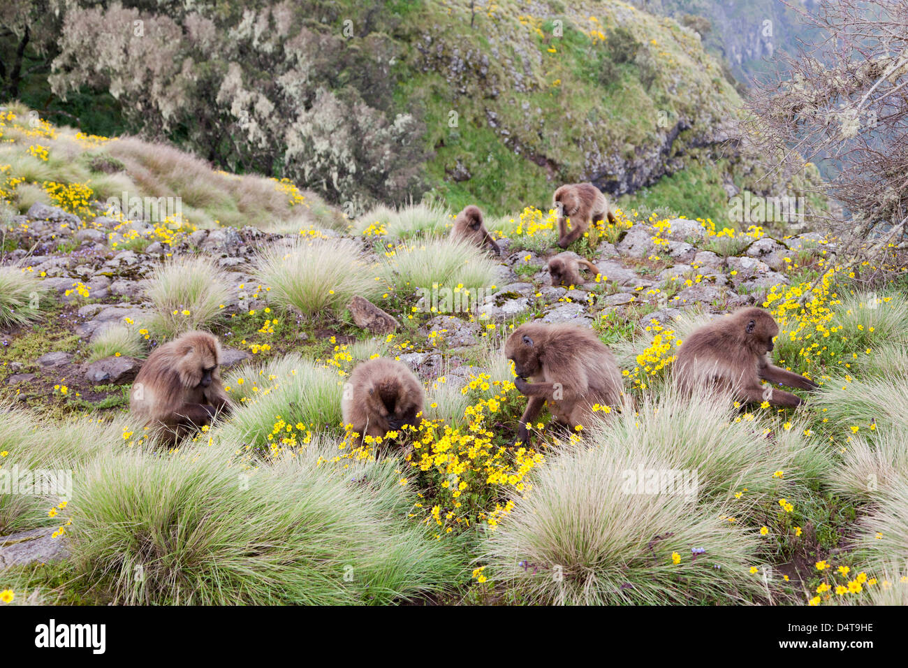 Gelada, Gelada Baboon (Theropithecus gelada), Ethiopia Stock Photo - Alamy