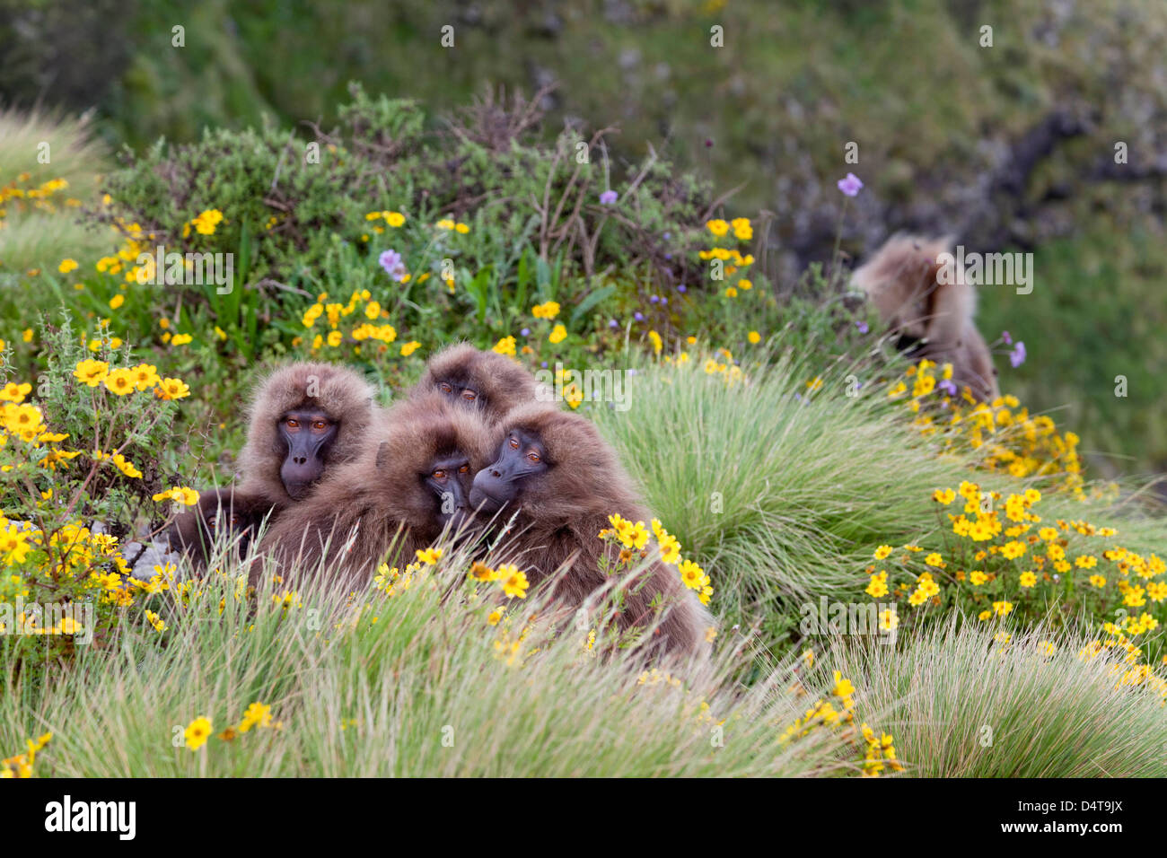 Gelada, Gelada Baboon (Theropithecus gelada), Ethiopia Stock Photo - Alamy