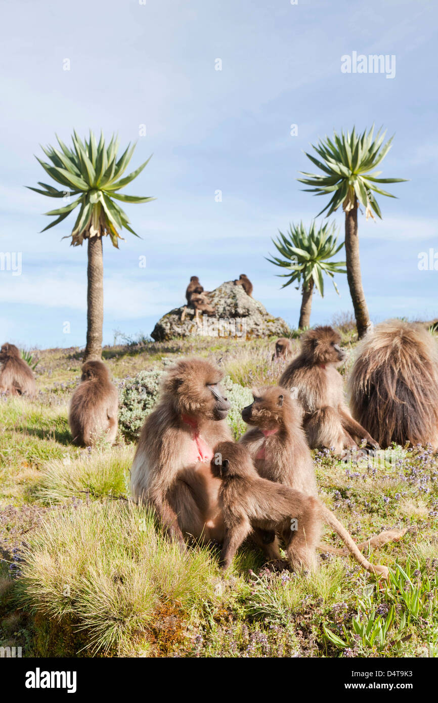 Gelada, Gelada Baboon (Theropithecus gelada), Ethiopia Stock Photo - Alamy