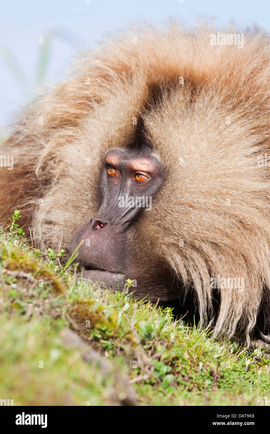 Gelada, Gelada Baboon (Theropithecus gelada), Ethiopia Stock Photo - Alamy