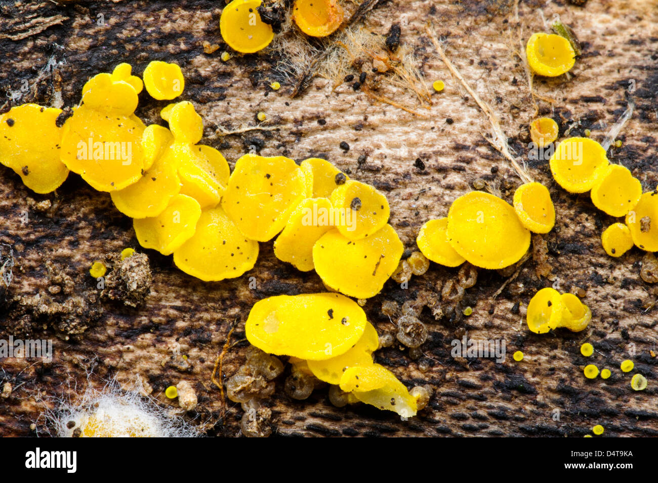 Fruiting bodies of sulfur disco (Bisporella sulfurina) growing on dead ...