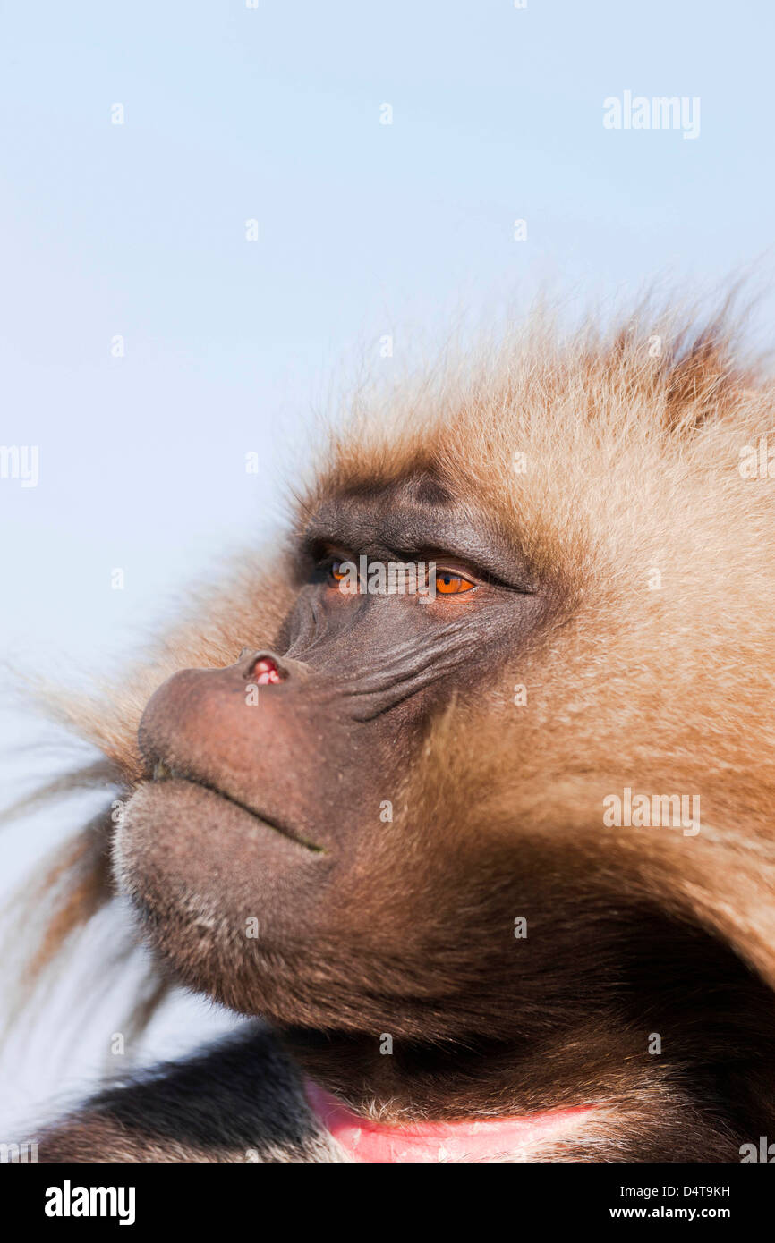 Gelada, Gelada Baboon (Theropithecus gelada), Ethiopia Stock Photo - Alamy
