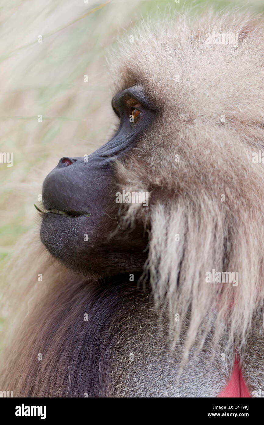 Gelada, Gelada Baboon (Theropithecus gelada), Ethiopia Stock Photo - Alamy