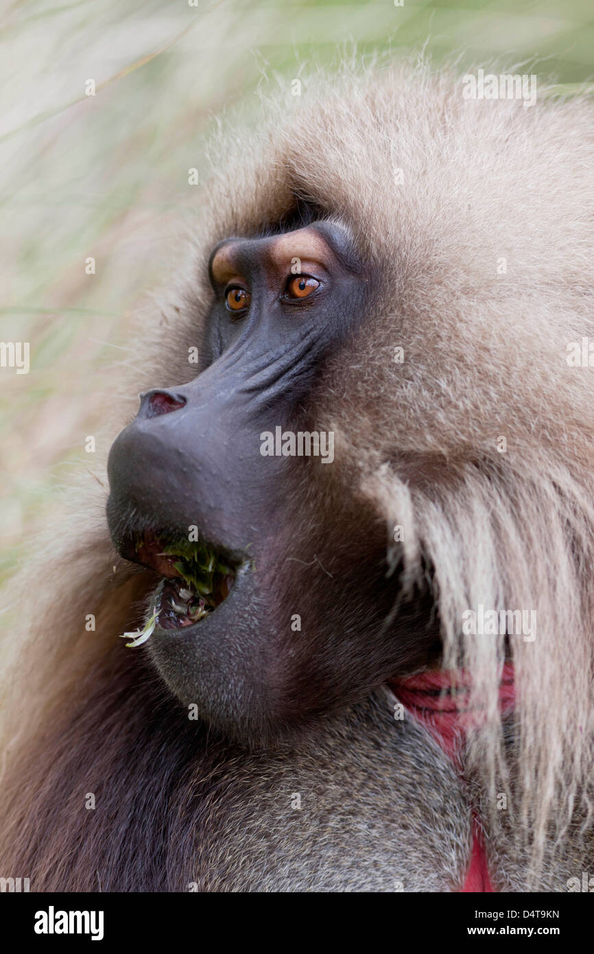 Gelada, Gelada Baboon (Theropithecus gelada), Ethiopia Stock Photo - Alamy