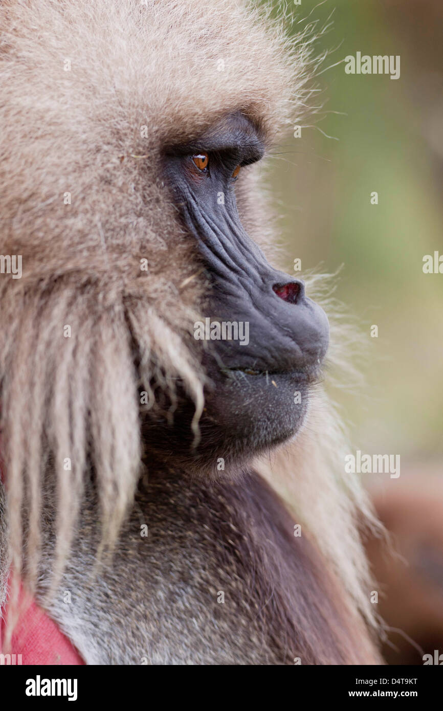 Gelada, Gelada Baboon (Theropithecus gelada), Ethiopia Stock Photo - Alamy