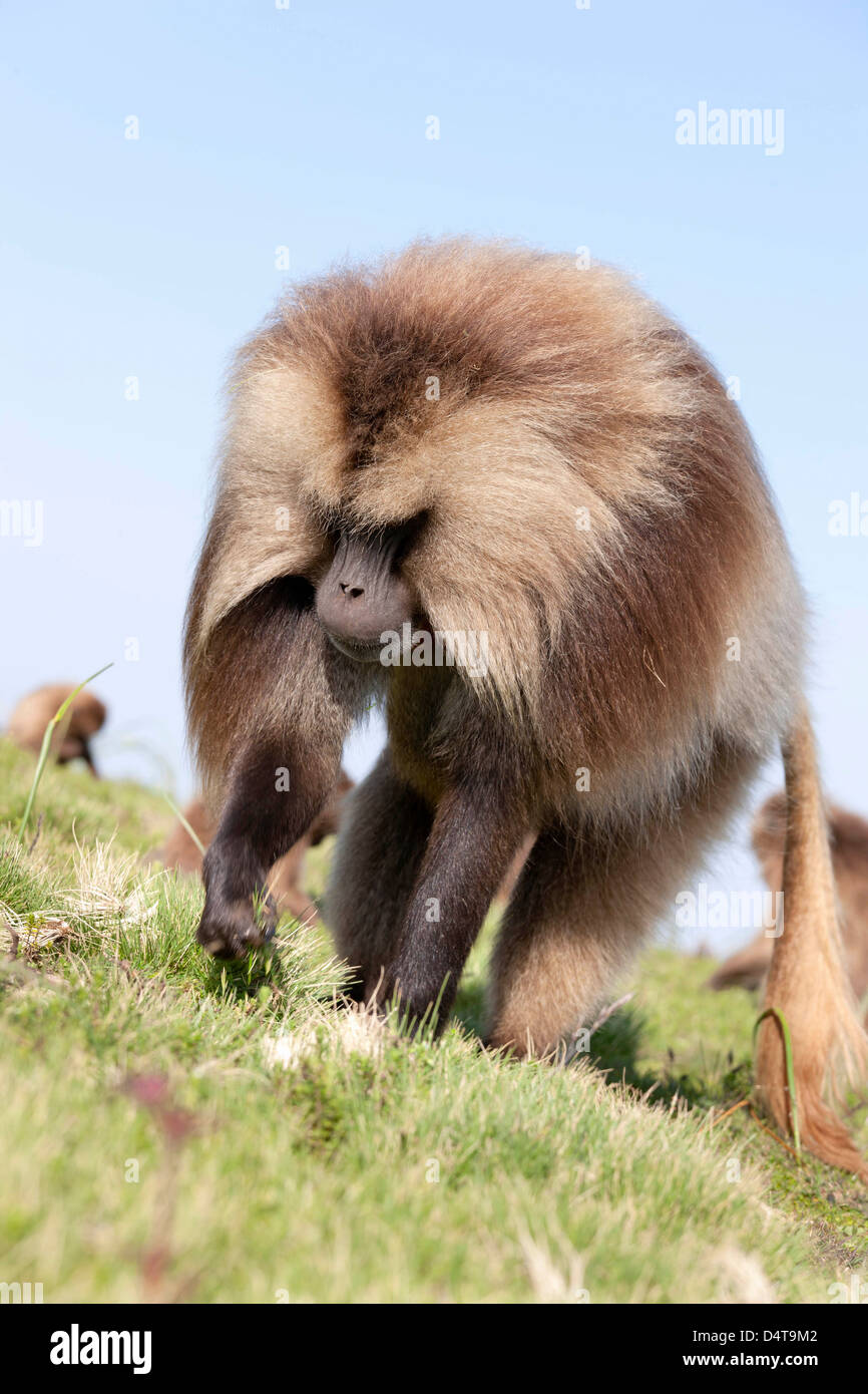 Gelada, Gelada Baboon (Theropithecus gelada), Ethiopia Stock Photo - Alamy