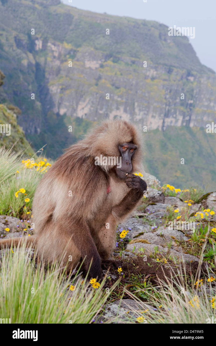 Gelada, Gelada Baboon (Theropithecus gelada), Ethiopia Stock Photo - Alamy