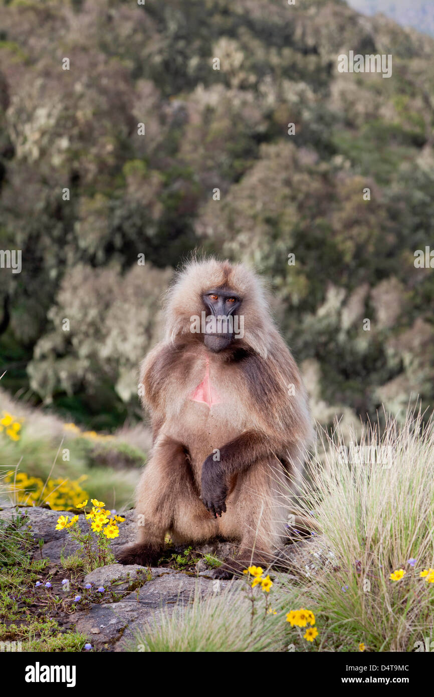 Gelada, Gelada Baboon (Theropithecus gelada), Ethiopia Stock Photo - Alamy