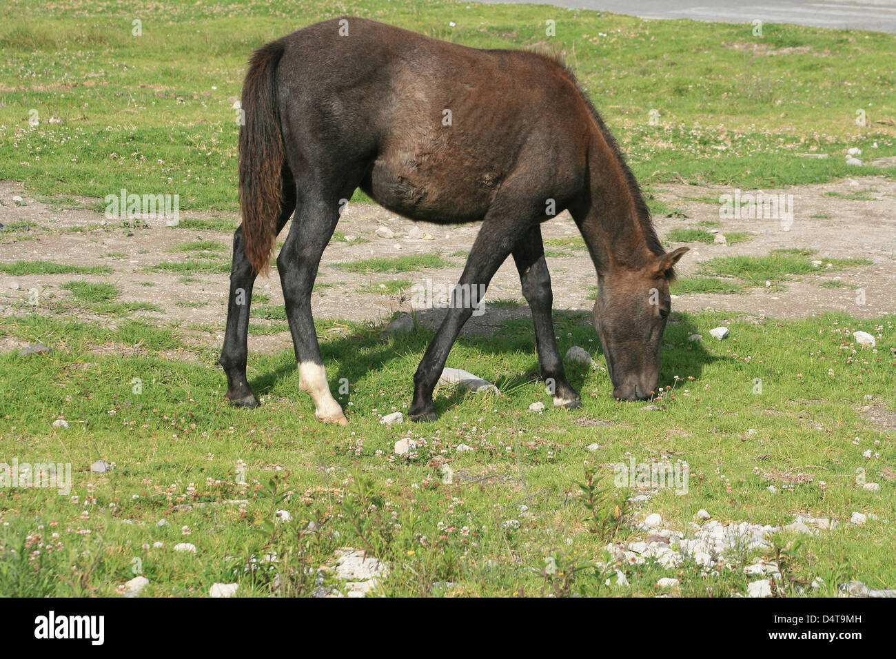 A dark brown colt grazing in a farmers field in Cotacachi, Ecuador ...