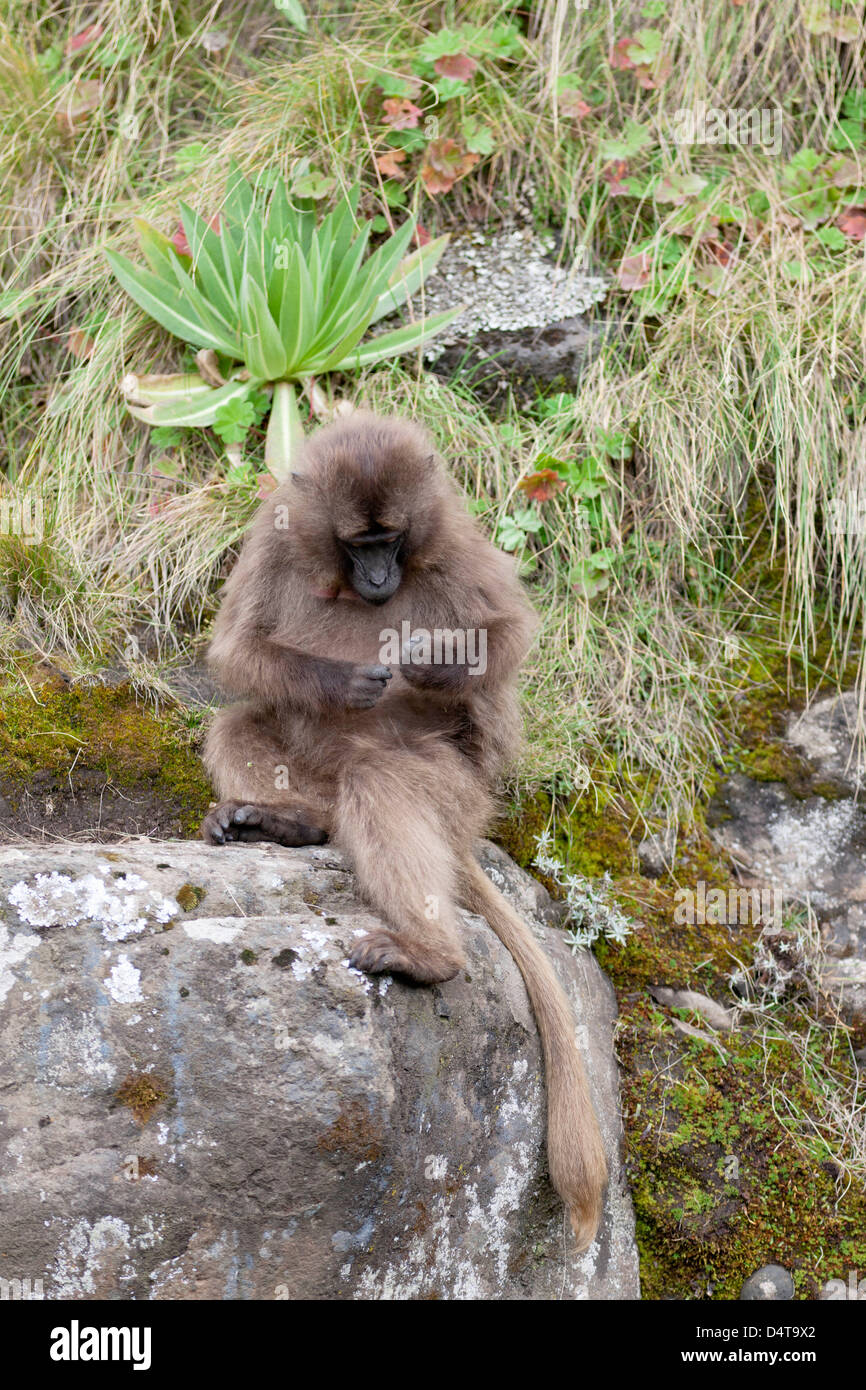 Gelada, Gelada Baboon (Theropithecus gelada), Ethiopia Stock Photo - Alamy