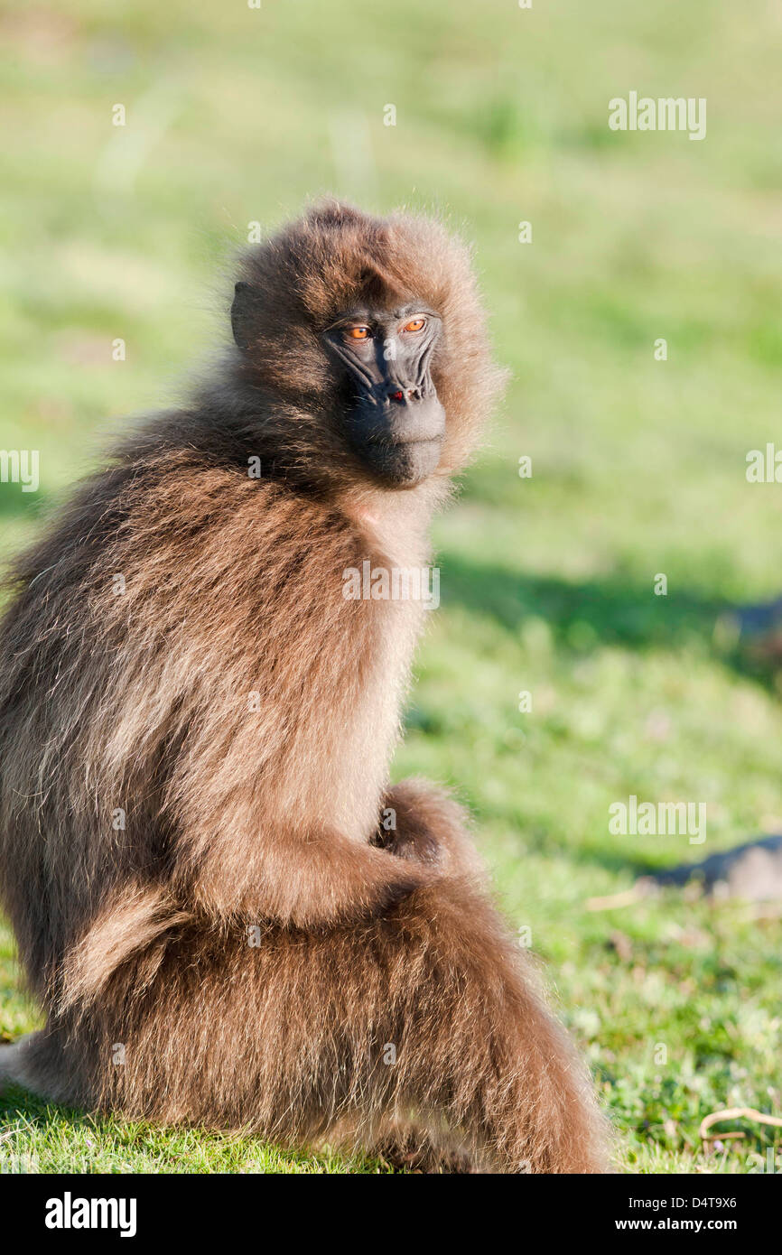 Gelada, Gelada Baboon (Theropithecus gelada), Ethiopia Stock Photo - Alamy