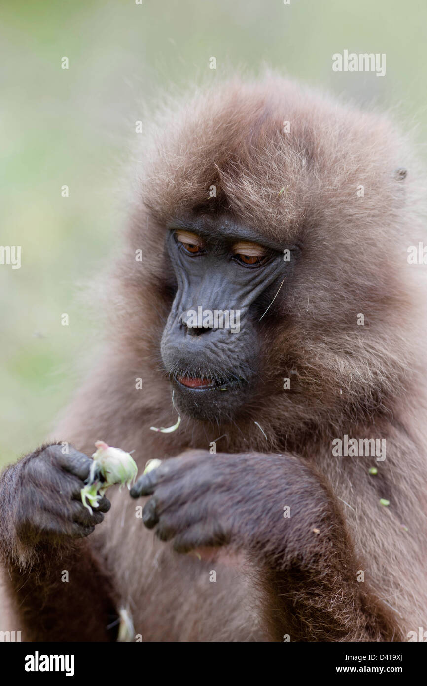 Gelada, Gelada Baboon (Theropithecus gelada), Ethiopia Stock Photo - Alamy
