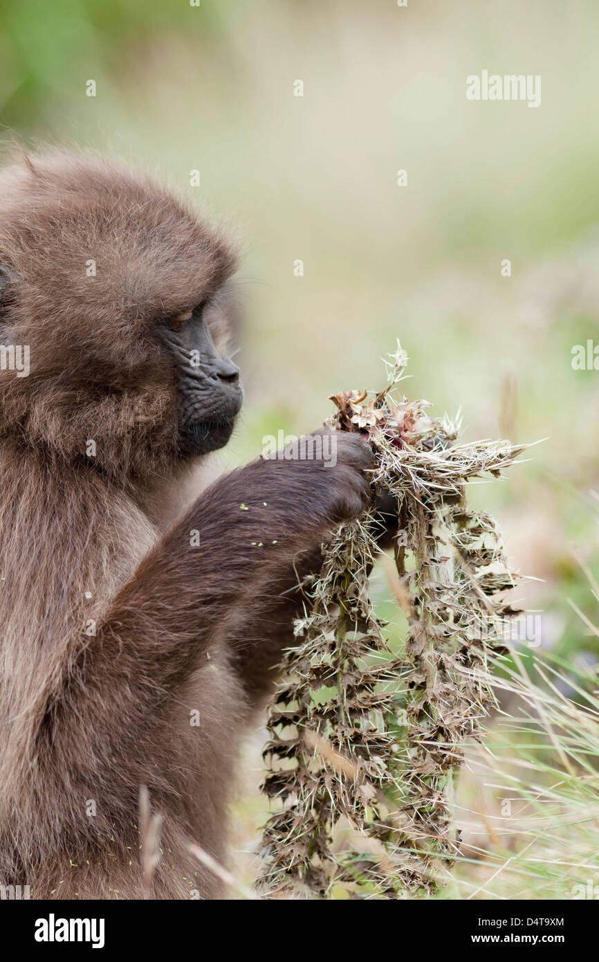 Gelada, Gelada Baboon (Theropithecus gelada), Ethiopia Stock Photo - Alamy