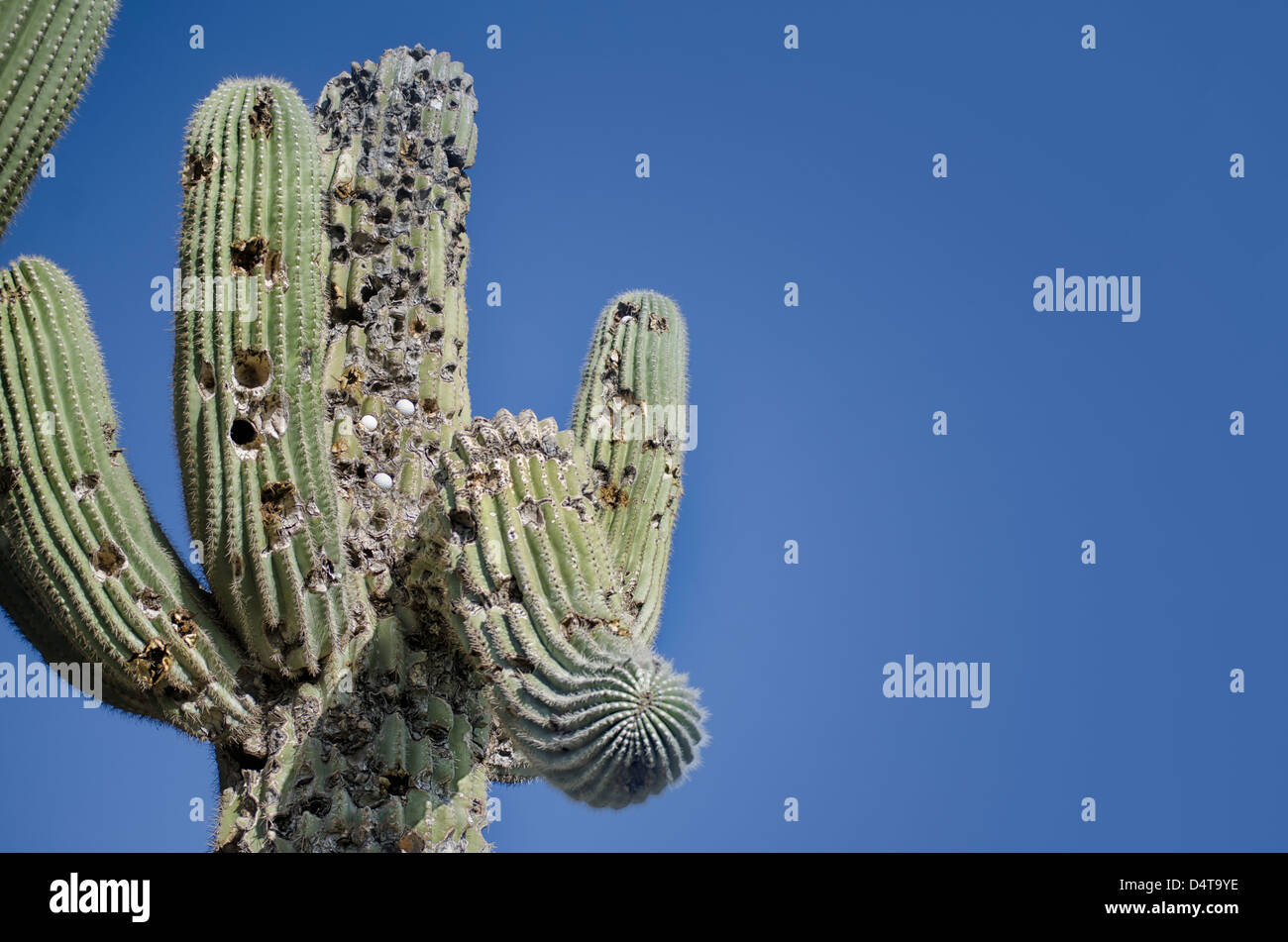 Saguaro tree hi-res stock photography and images - Alamy
