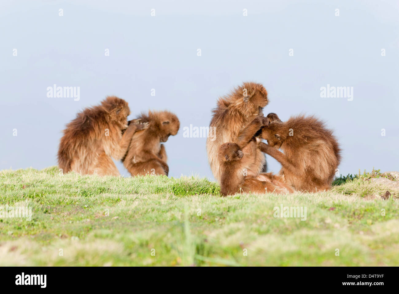 Gelada, Gelada Baboon (Theropithecus gelada), Ethiopia Stock Photo - Alamy