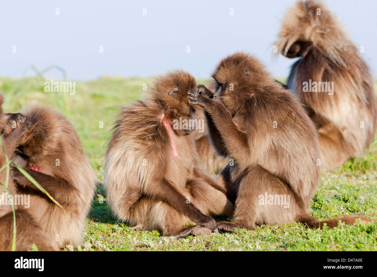 Gelada, Gelada Baboon (Theropithecus gelada), Ethiopia Stock Photo - Alamy