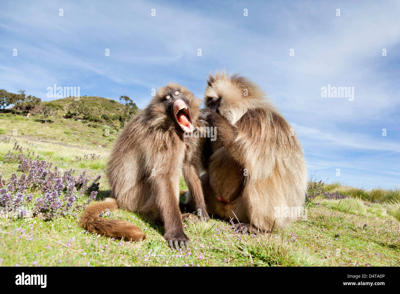 Gelada, Gelada Baboon (Theropithecus gelada), Ethiopia Stock Photo - Alamy