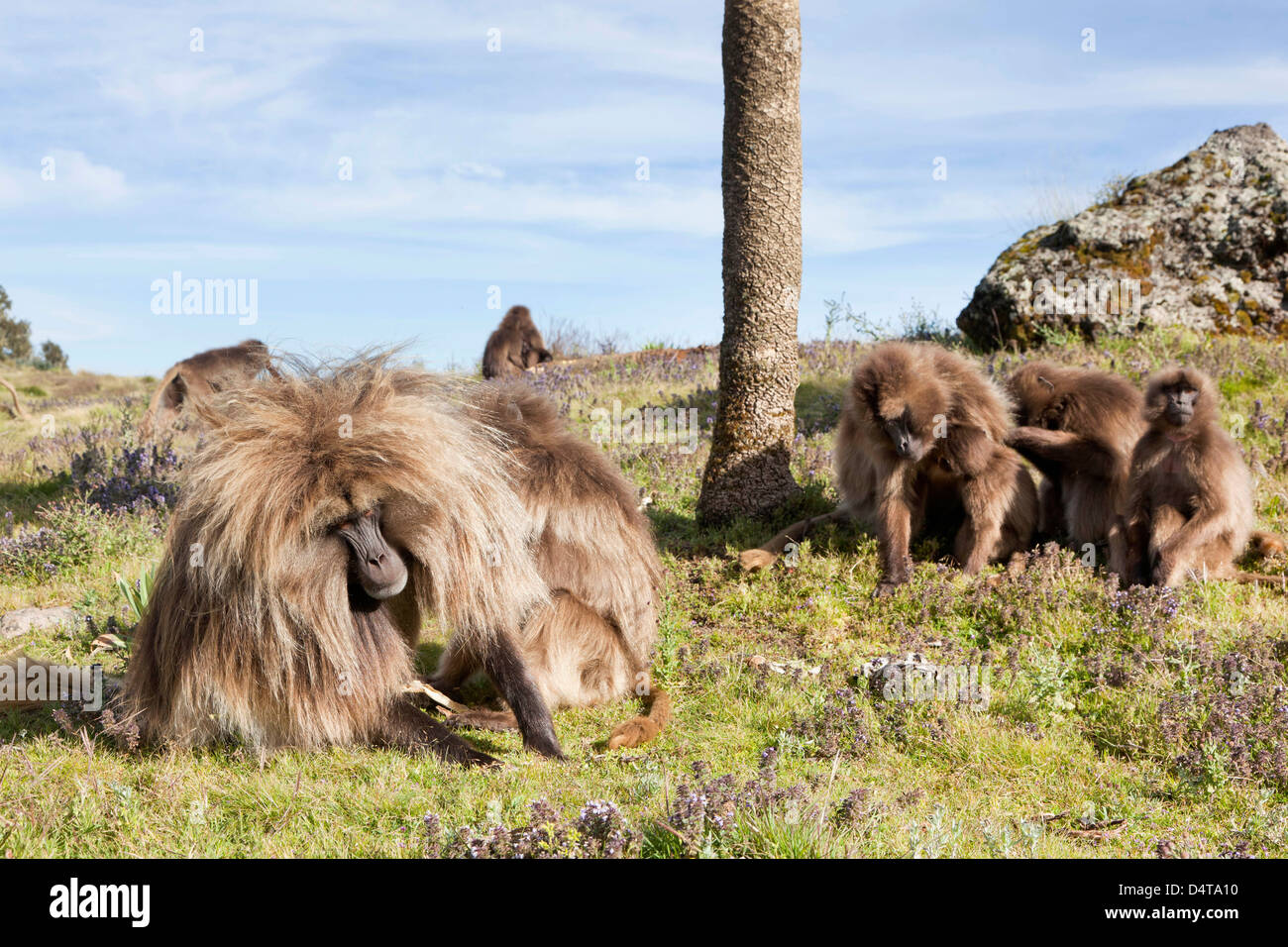 Gelada, Gelada Baboon (Theropithecus gelada), Ethiopia Stock Photo - Alamy