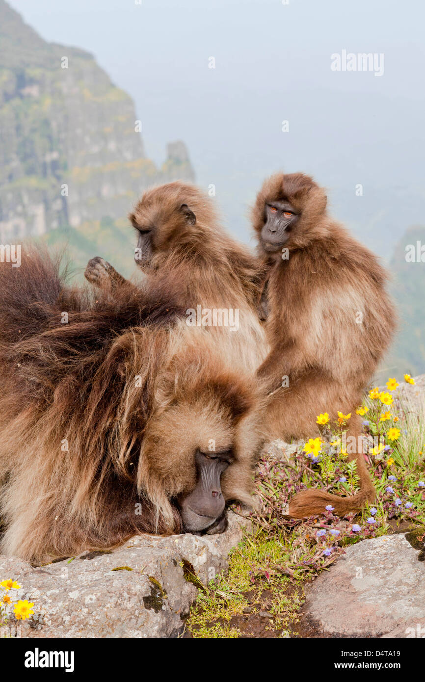 Gelada, Gelada Baboon (Theropithecus gelada), Ethiopia Stock Photo - Alamy