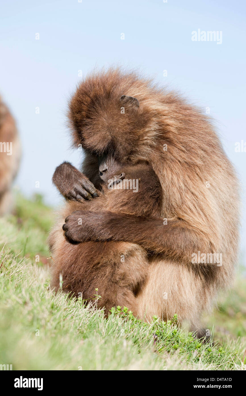 Gelada, Gelada Baboon (Theropithecus gelada), Ethiopia Stock Photo - Alamy