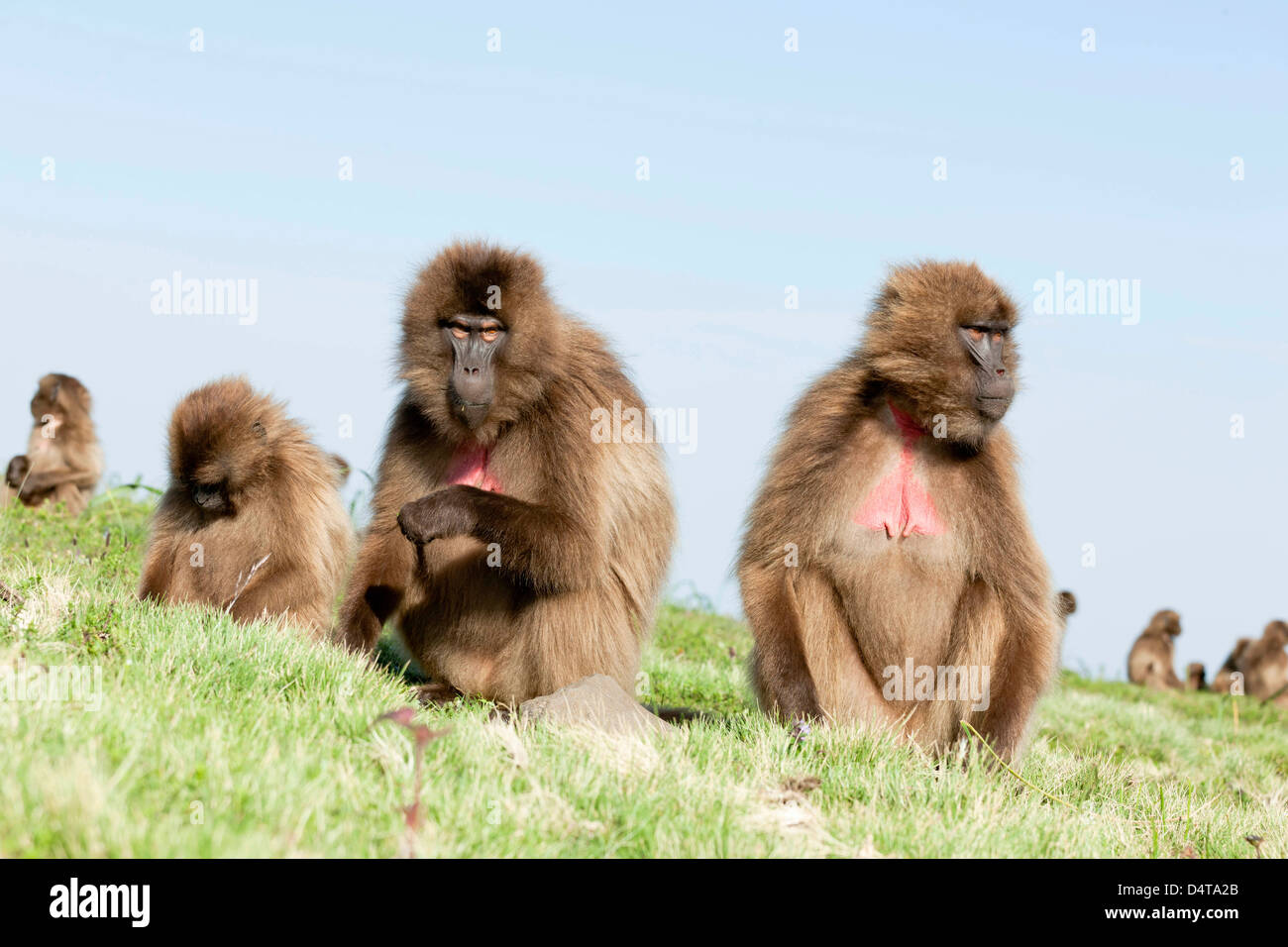 Gelada, Gelada Baboon (Theropithecus gelada), Ethiopia Stock Photo - Alamy