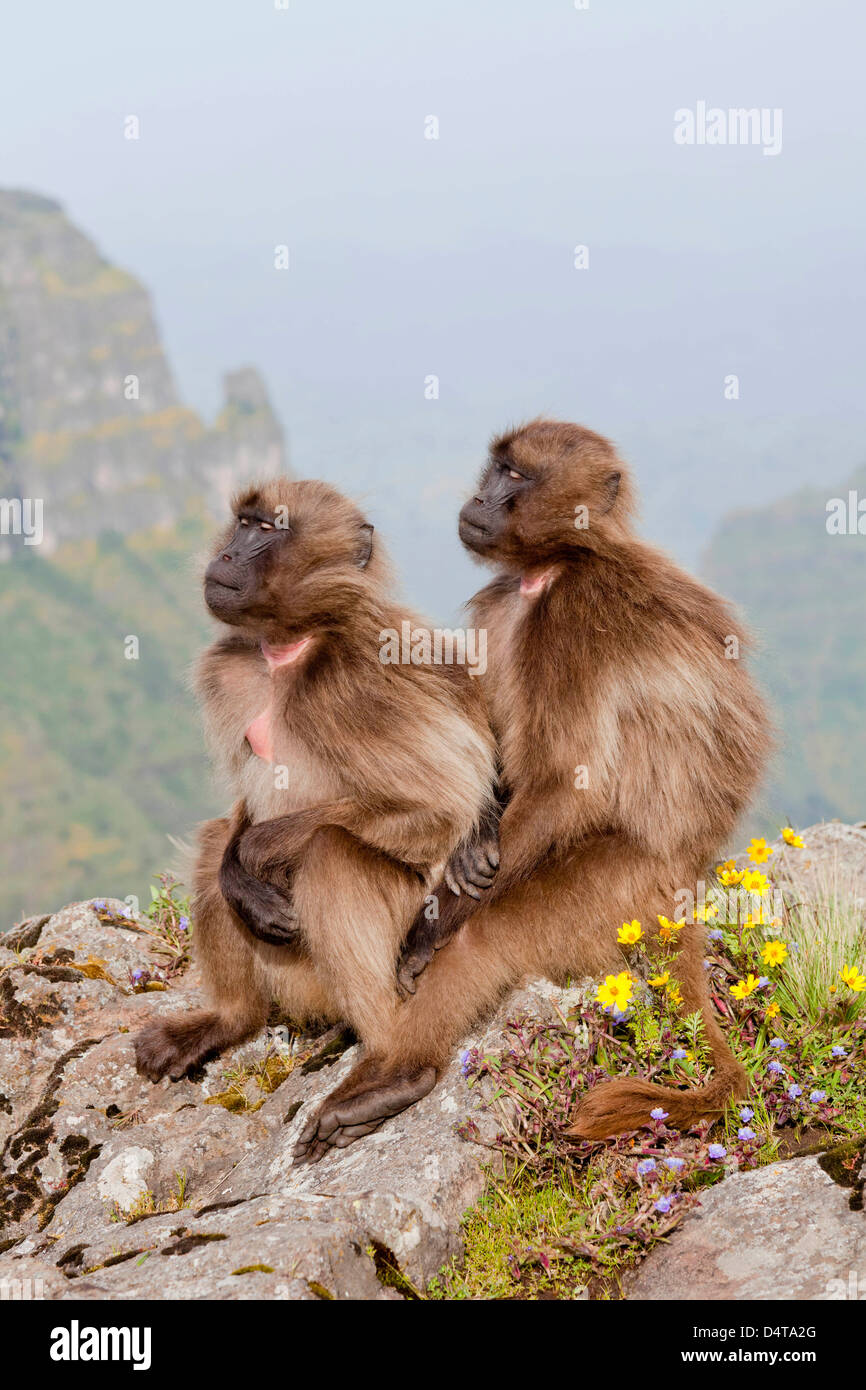 Gelada, Gelada Baboon (Theropithecus gelada), Ethiopia Stock Photo - Alamy