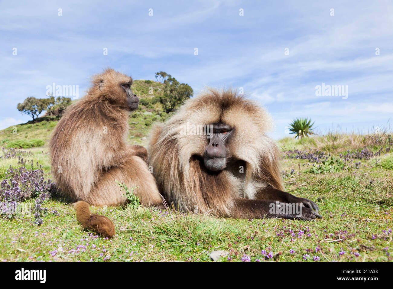 Gelada, Gelada Baboon (Theropithecus gelada), Ethiopia Stock Photo - Alamy