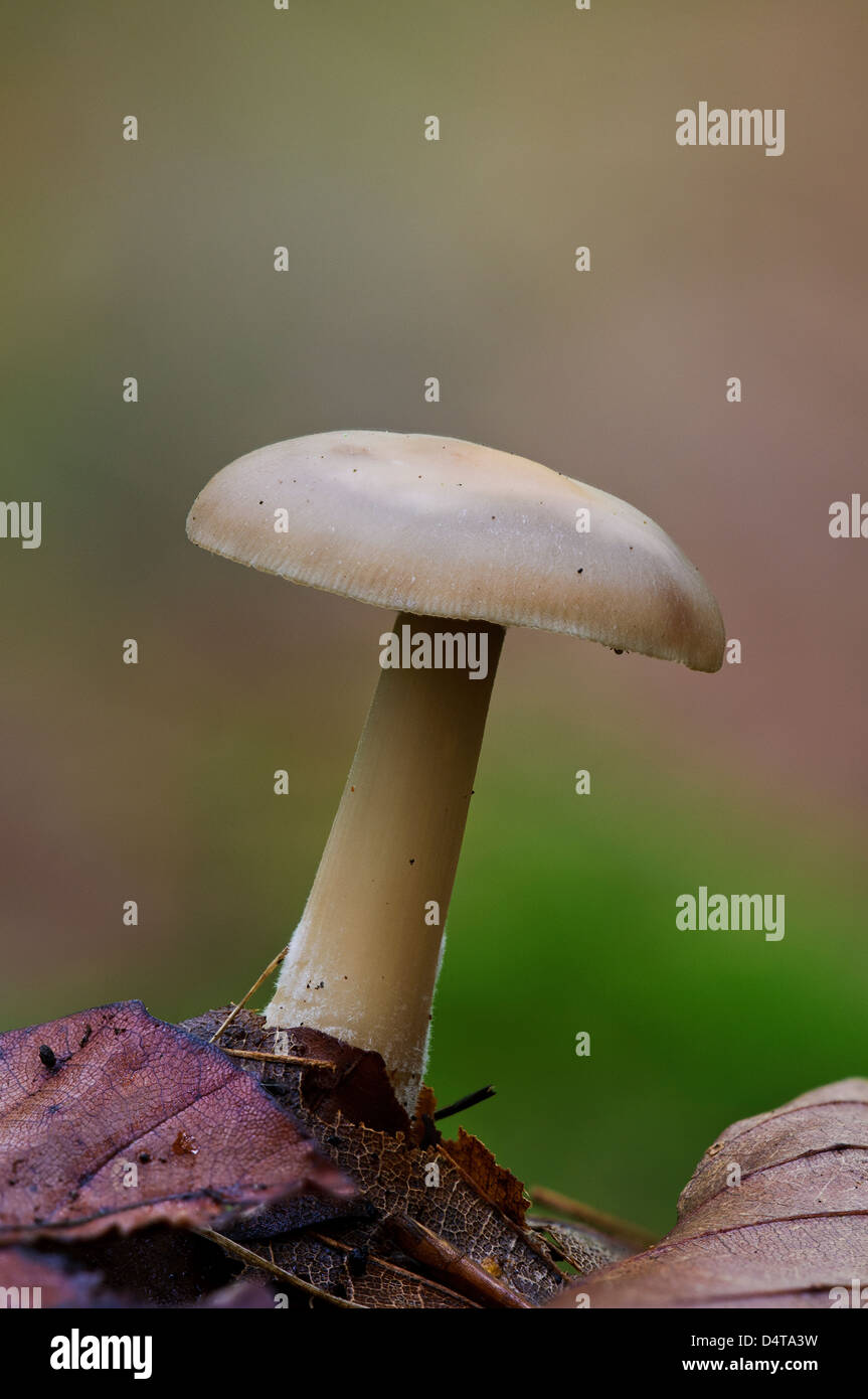 Collybia butyracea hi-res stock photography and images - Alamy