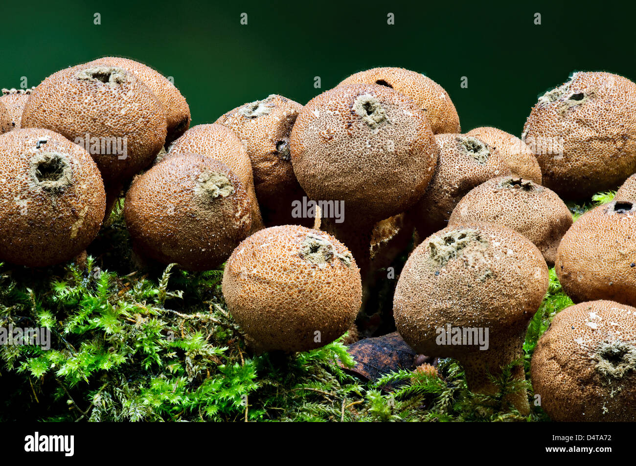 Close-up detail of a troop of stump puffballs (Lycoperdon pyriforme ...