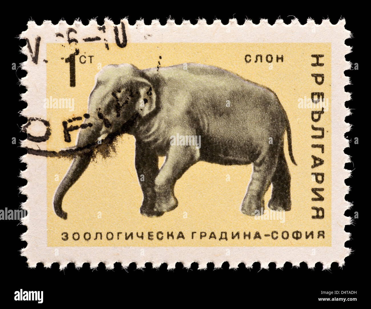 Postage stamp from Bulgaria depicting an Asian elephant (Elephas ...