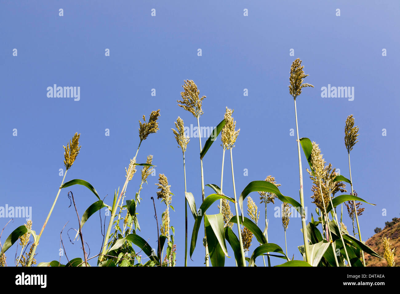 Abyssinia highlands hi-res stock photography and images - Alamy