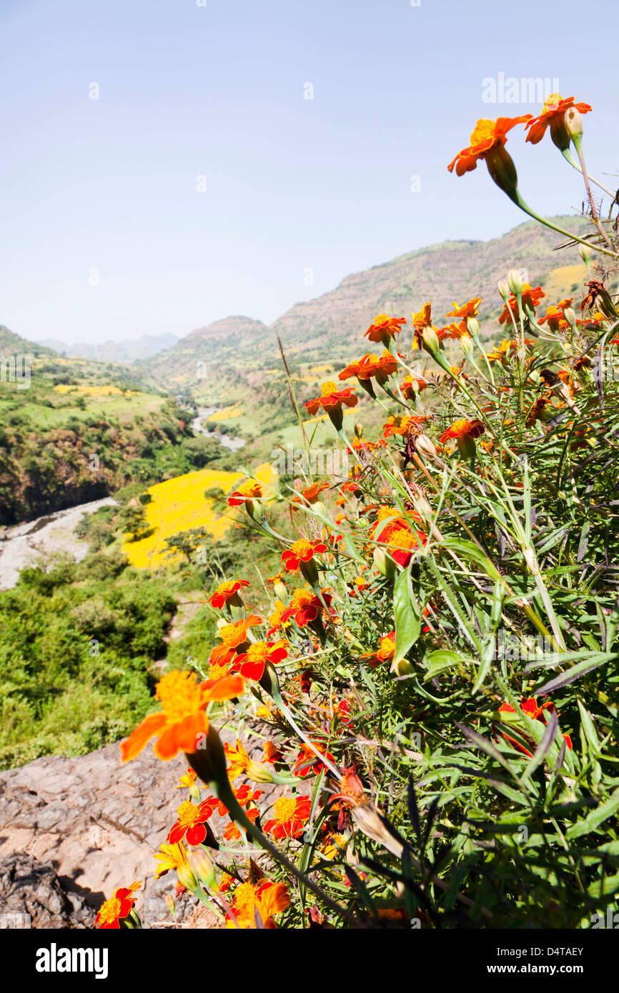 Invasive plants africa hi-res stock photography and images - Alamy