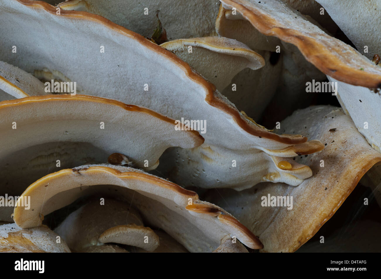Meripilus giganteus hi-res stock photography and images - Alamy