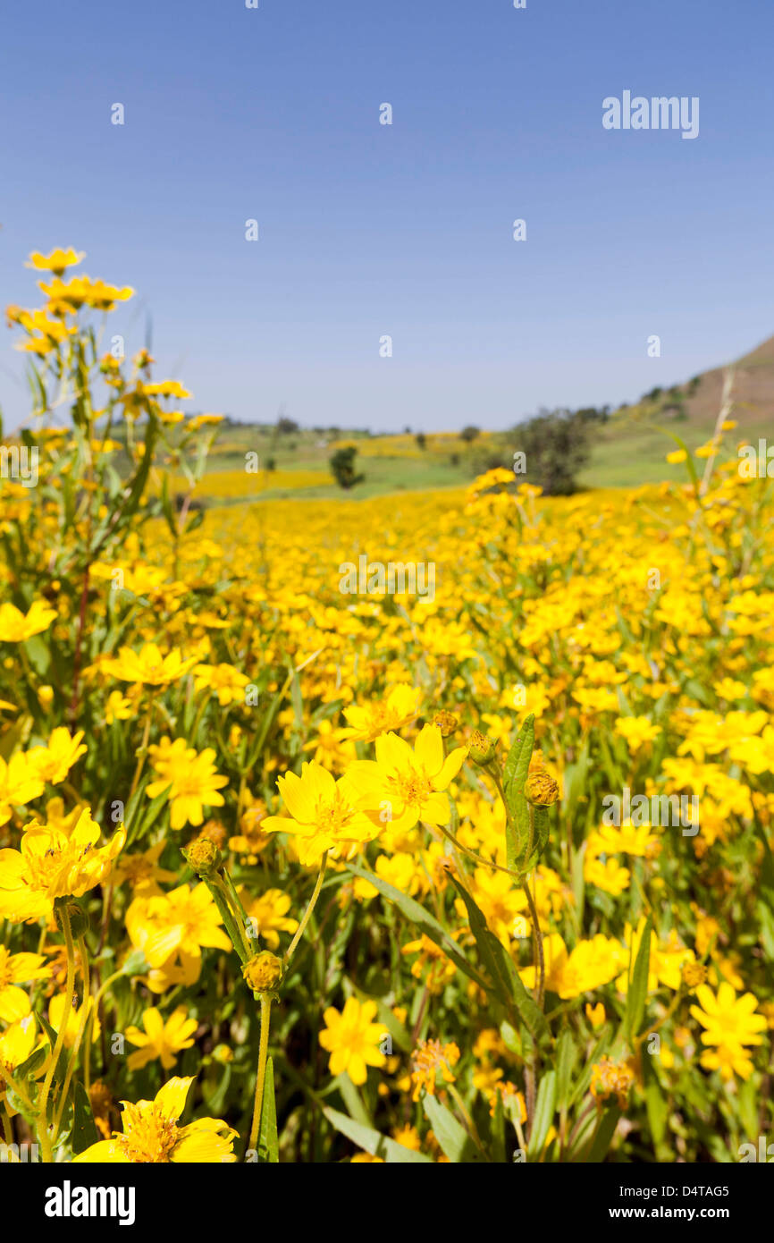 Niger crop field hi-res stock photography and images - Alamy