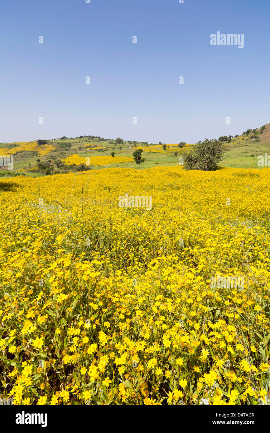 Field with Niger seed near Mulit, close to Semien Mountains, Ethiopia ...