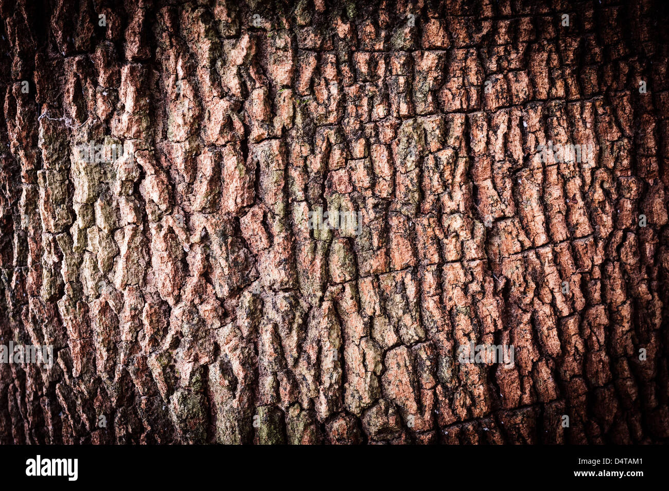 texture of old tree cracked pattern Stock Photo - Alamy