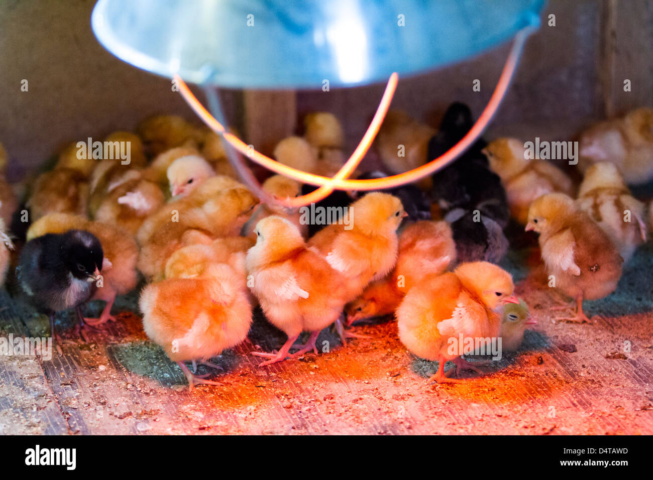 A bunch of little chicks on a farm. They're crowded around heat lamp ...