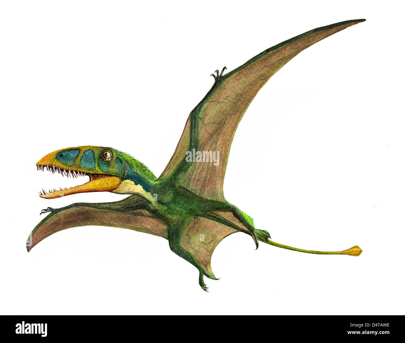 Dimorphodon macronyx, a prehistoric era pterosaur from the early ...