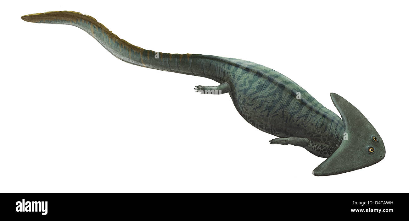 Diplocaulus hi-res stock photography and images - Alamy