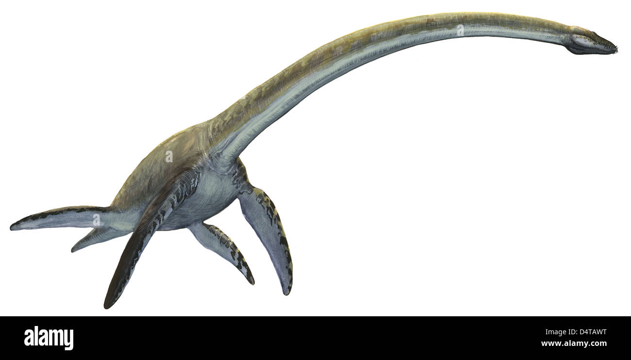 Elasmosaurus platyurus, a prehistoric dinosaur from the Cretaceous ...