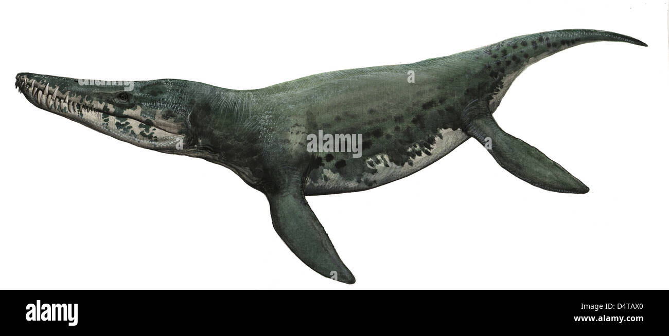 Tylosaurus Vs Kronosaurus