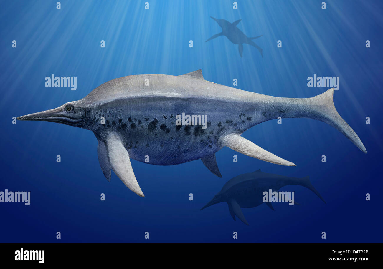 Shonisaurus popularis swimming in prehistoric waters Stock Photo - Alamy