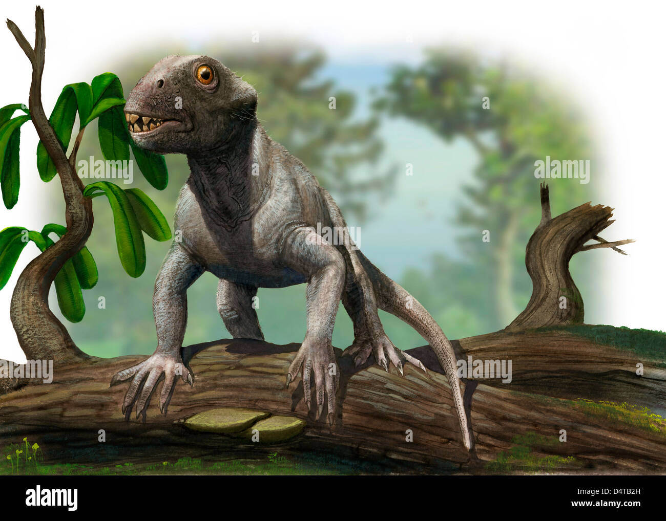 Anomodont Stock Photos & Anomodont Stock Images - Alamy