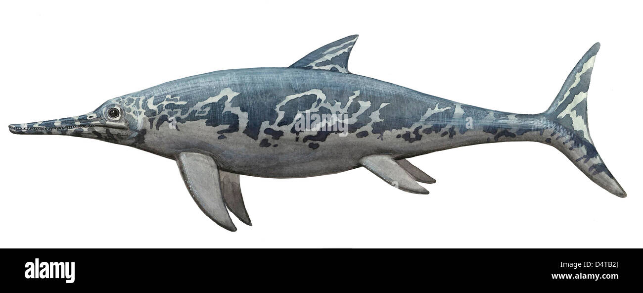 Temnodontosaurus hi-res stock photography and images - Alamy