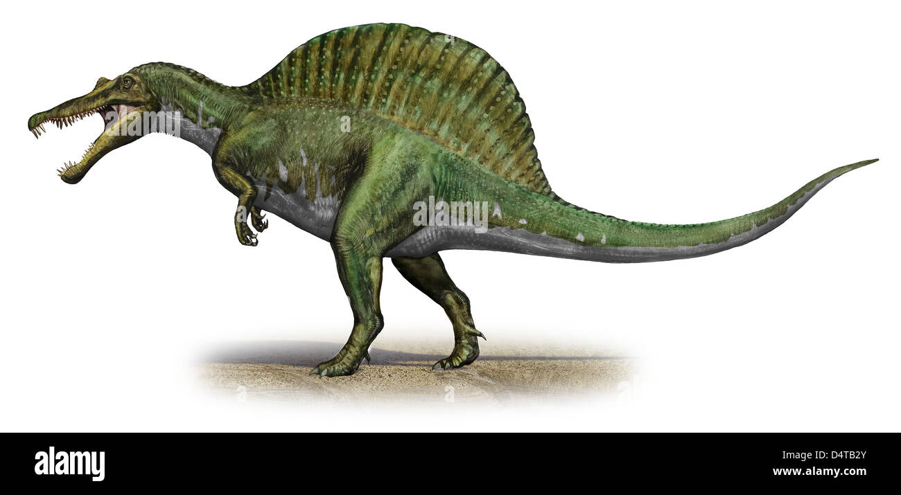 Spinosaurus aegyptiacus, a prehistoric era dinosaur from the Cretaceous ...