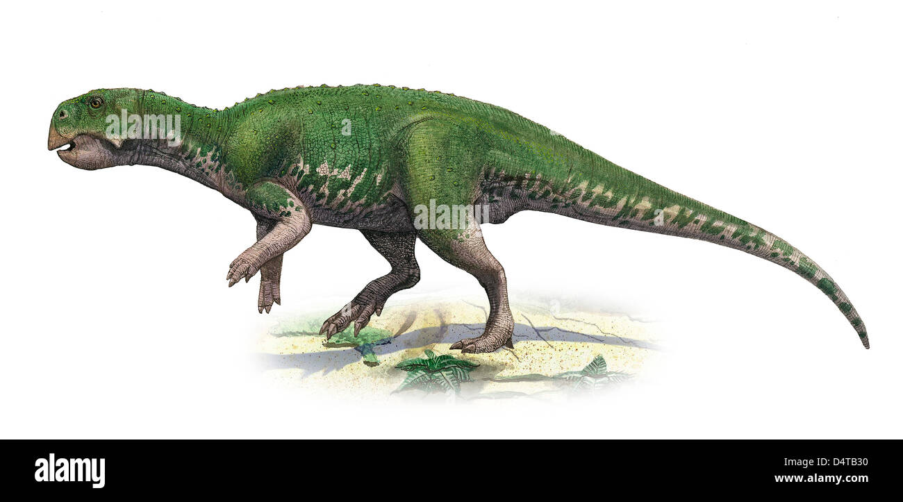 Psittacosaurus mongoliensis, a prehistoric era dinosaur from the Early ...