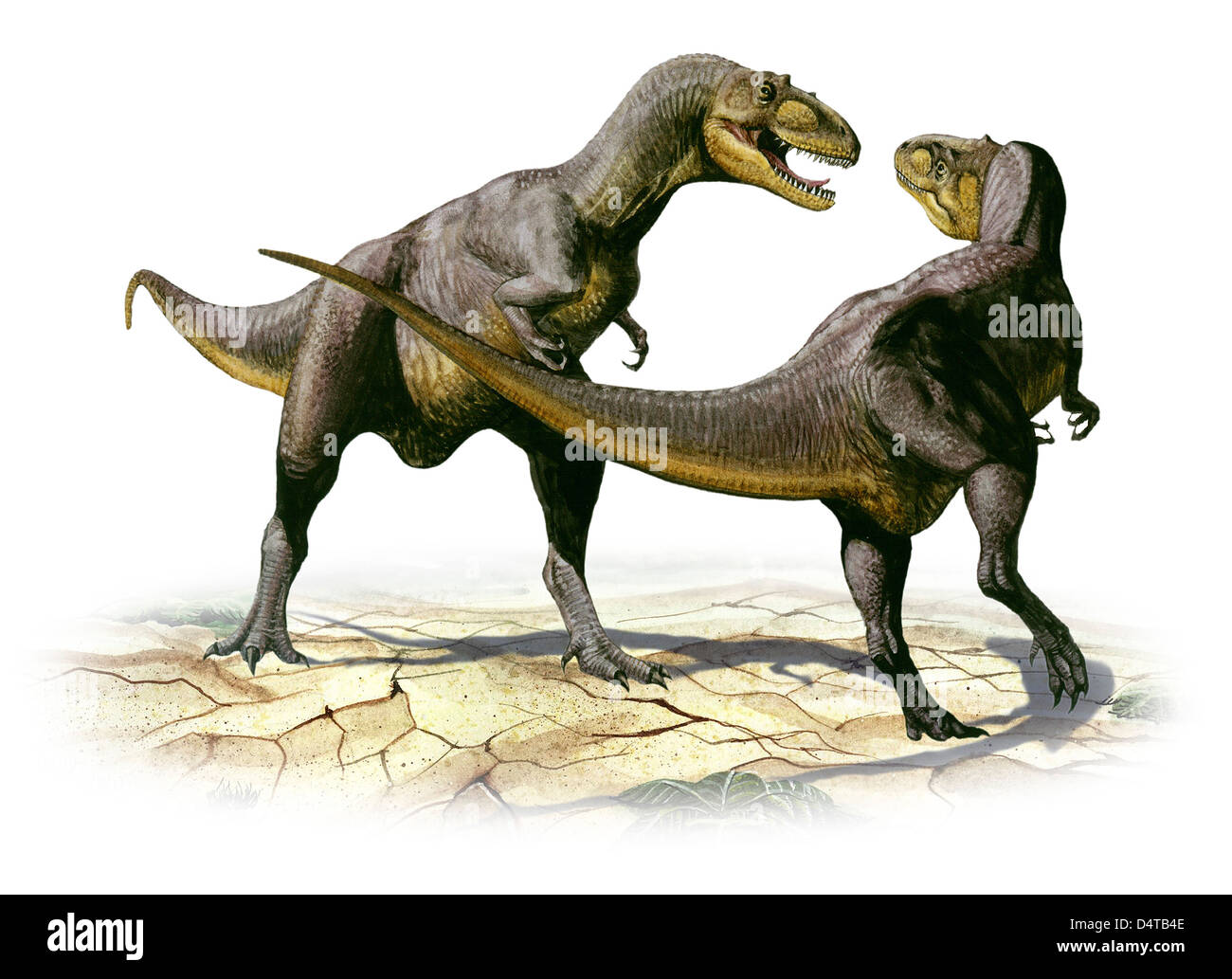 Dinosaur face hi-res stock photography and images - Alamy